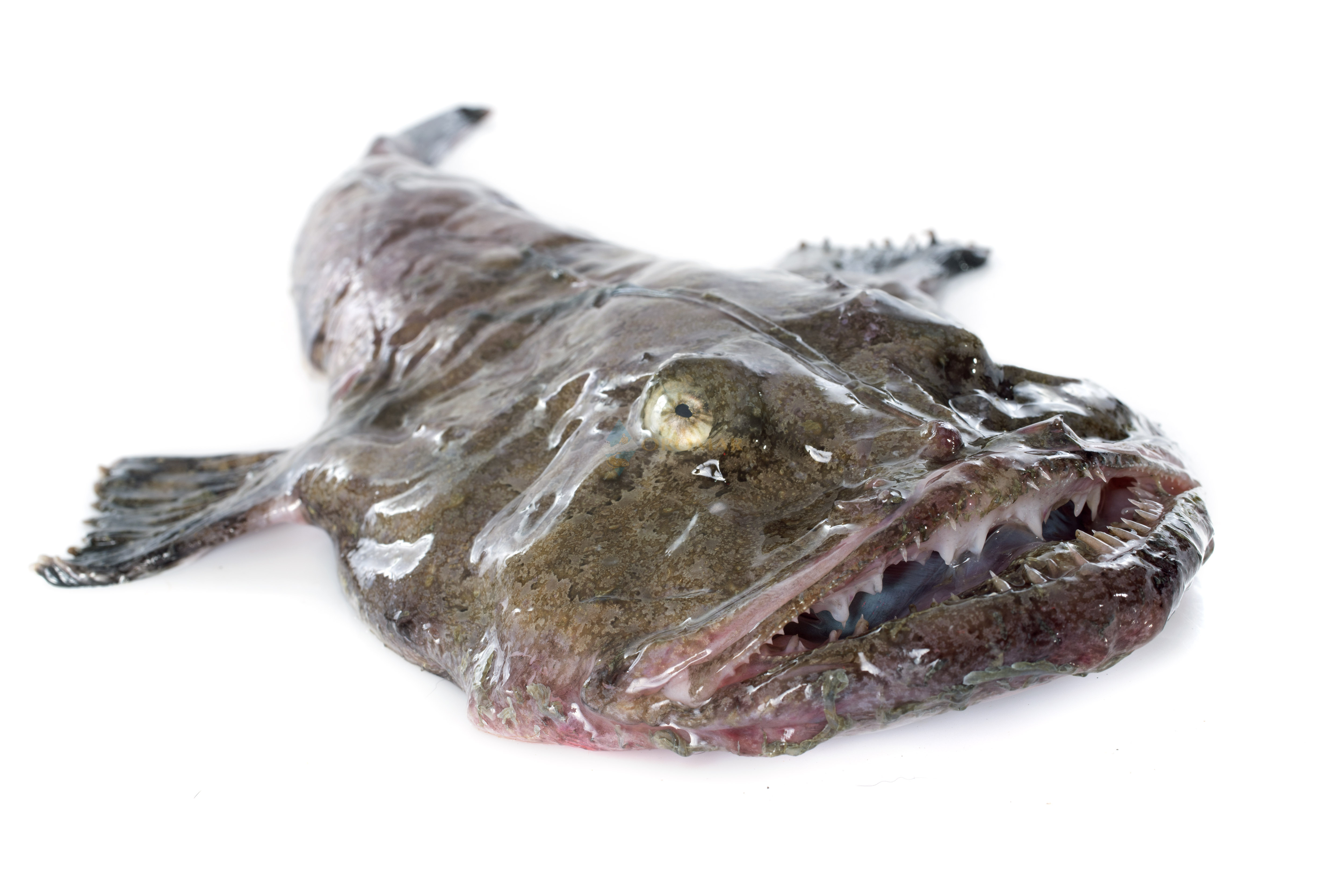 Monkfish tail - Lophius piscatorius - IQF Frozen and Packed - Oromar